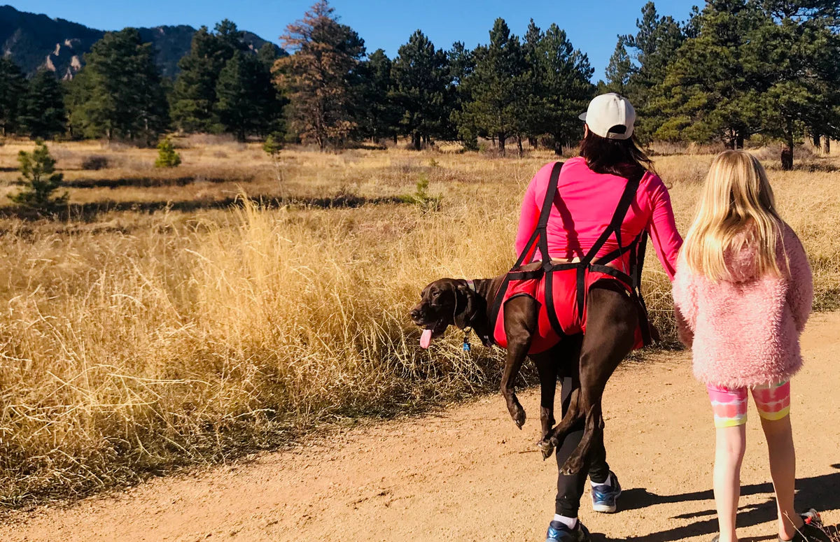 How to Carry a Large Dog in an Emergency: Essential Tips and Techniques ...